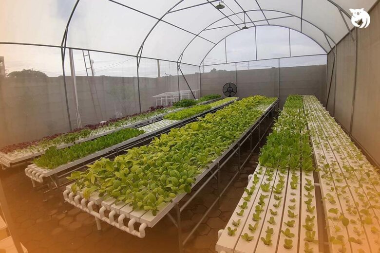 Ini Cara Berkebun Hidroponik Sederhana & Praktis - Qoala Indonesia